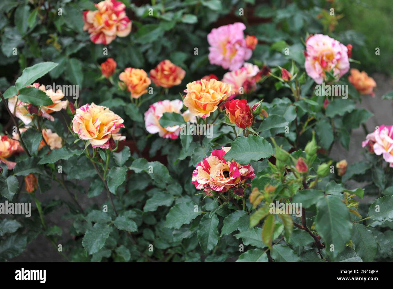 Pink and yellow striped double shrub rose (Rosa) Edgar Degas blooms in ...