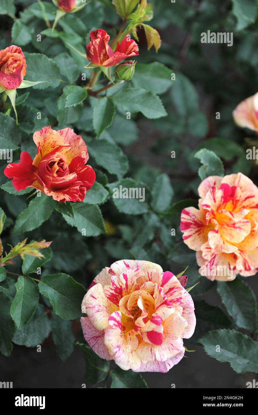 Pink and yellow striped double shrub rose (Rosa) Edgar Degas blooms in ...