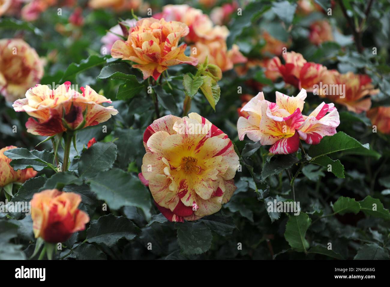 Pink and yellow striped double shrub rose (Rosa) Edgar Degas blooms in ...