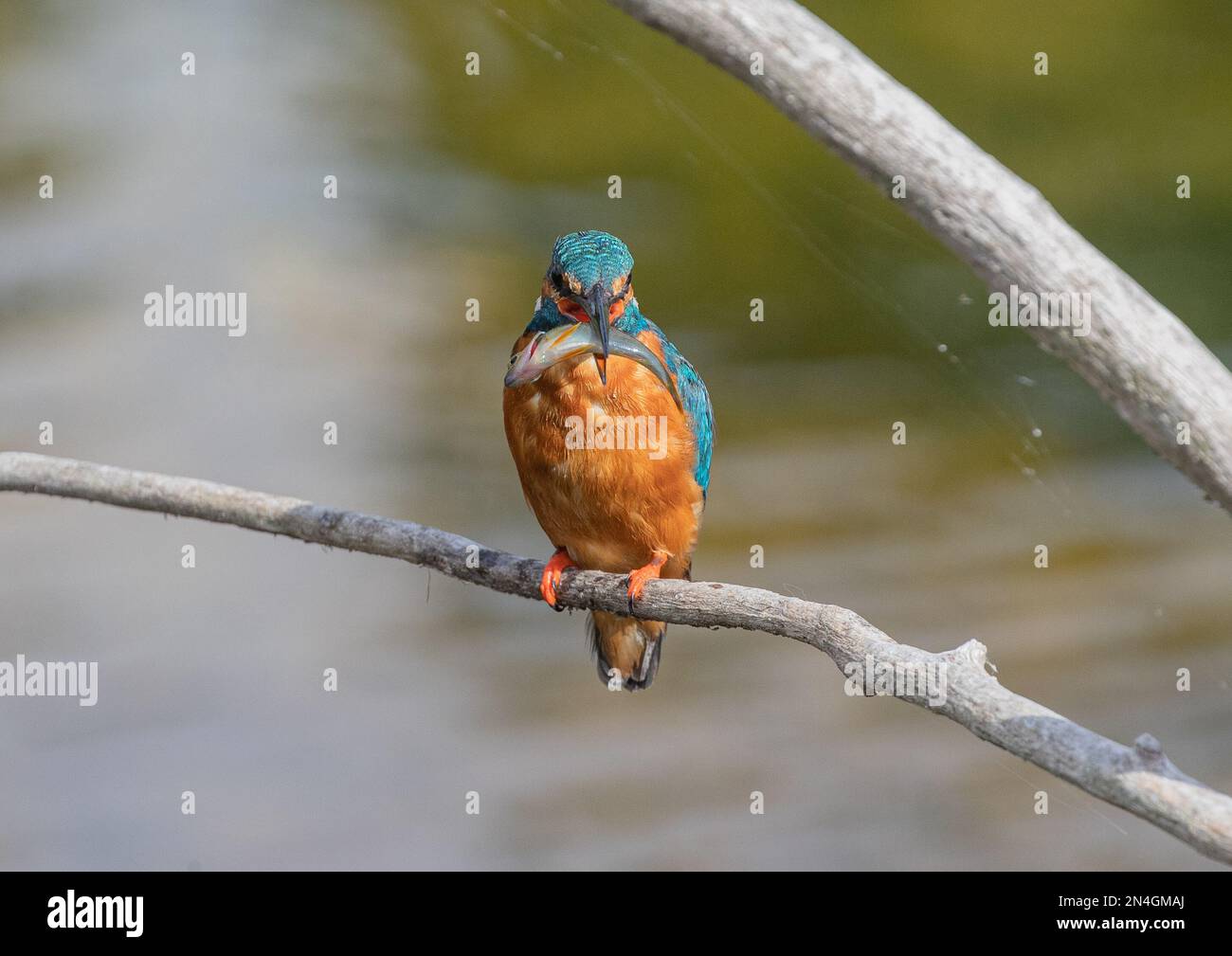 A gorgeous male Kingfisher with a fish in his long beak . Sat on a ...