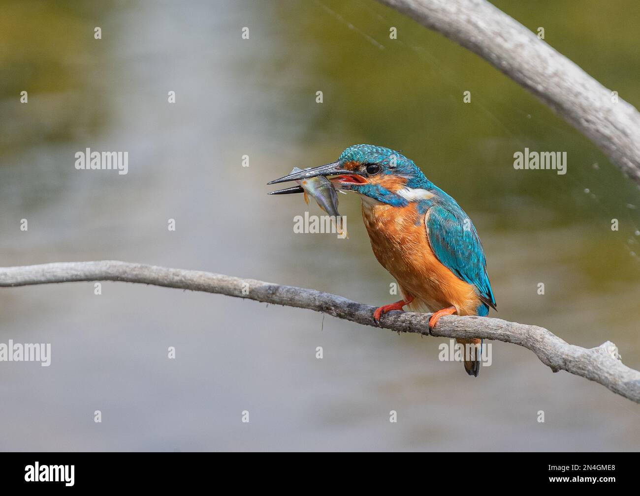 A gorgeous male Kingfisher with a fish in his long beak . Sat on a ...