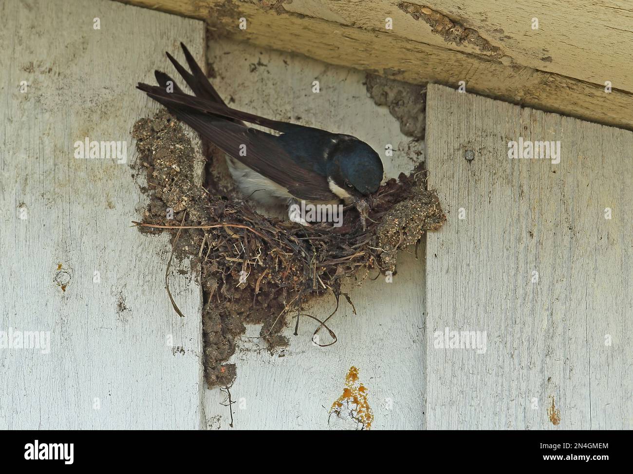 House martin nest hi-res stock photography and images - Alamy