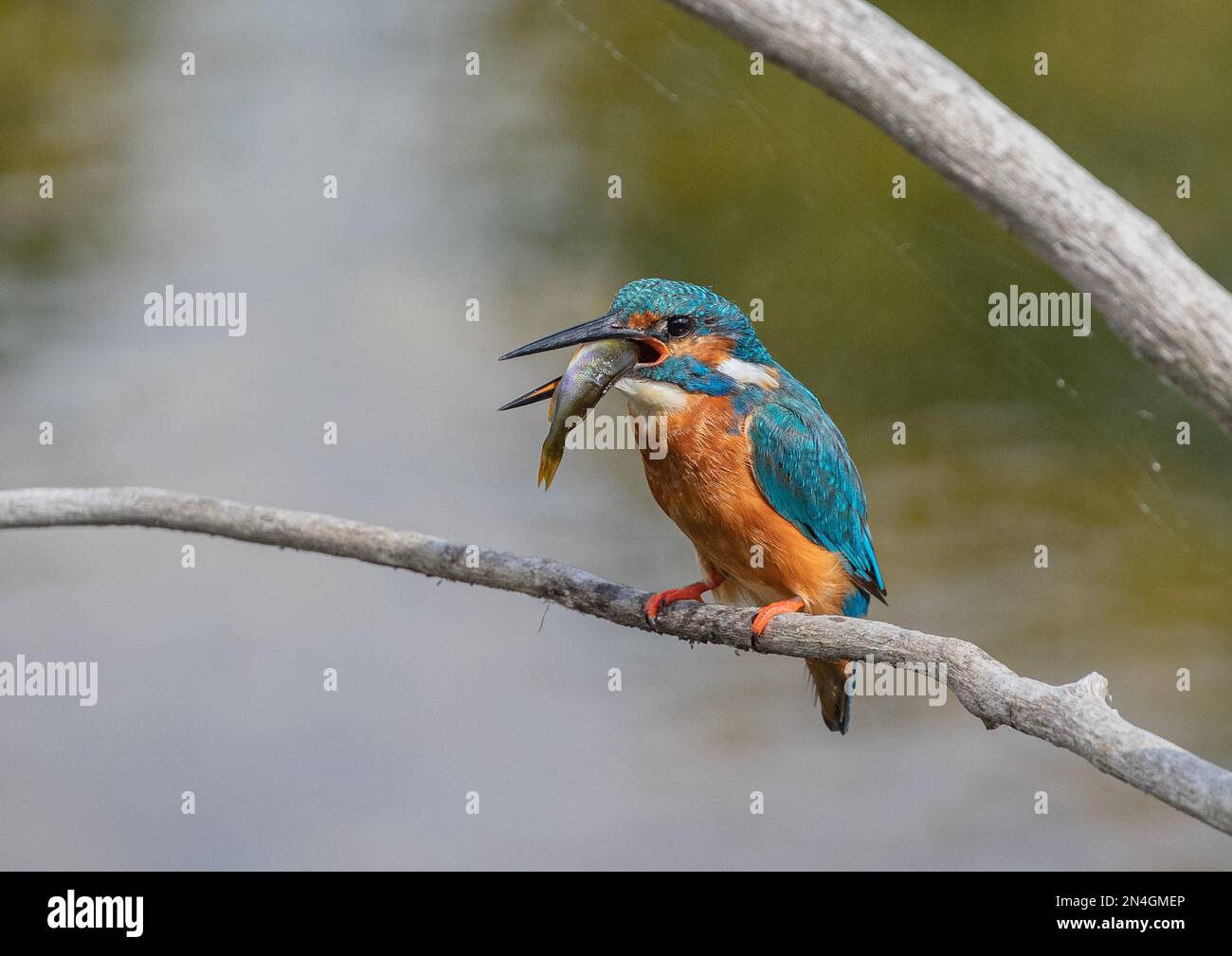 Fish hatch hi-res stock photography and images - Alamy