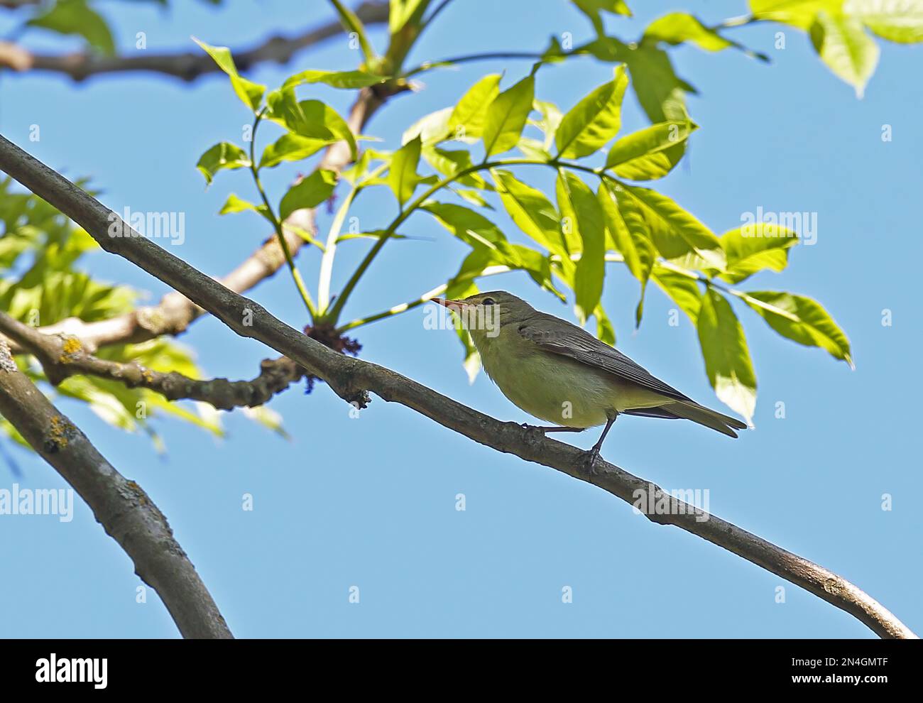 Icterine Warbler (Hippolais icterina) adult perched on branch Sorve ...