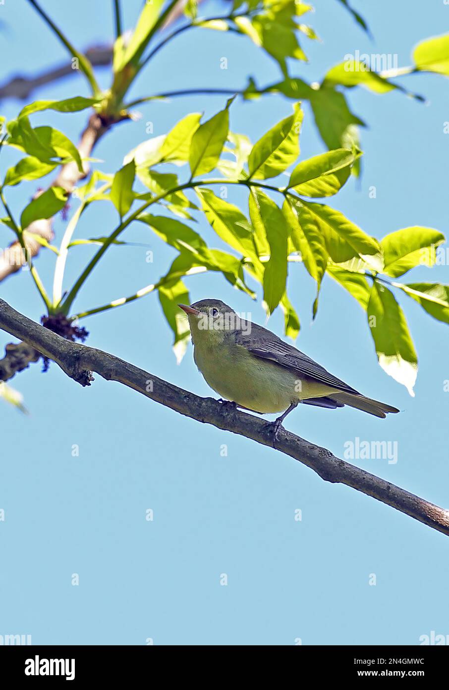 Icterine Warbler (Hippolais icterina) adult perched on branch Sorve ...