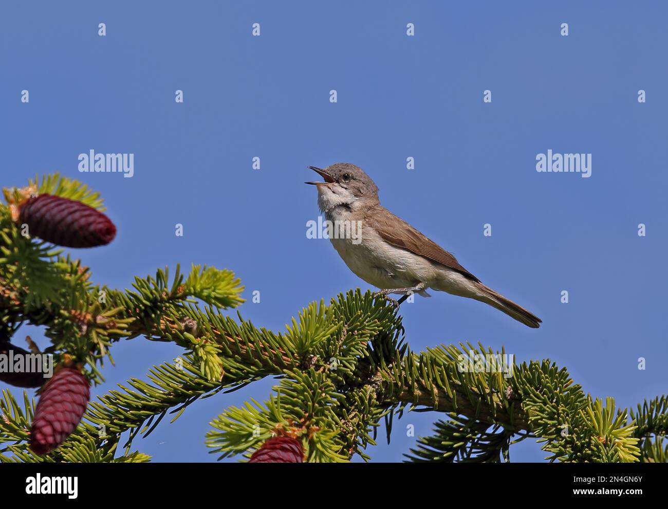 Lesser Whitethroat (Sylvia curruca curruca) adult male perched on fir ...