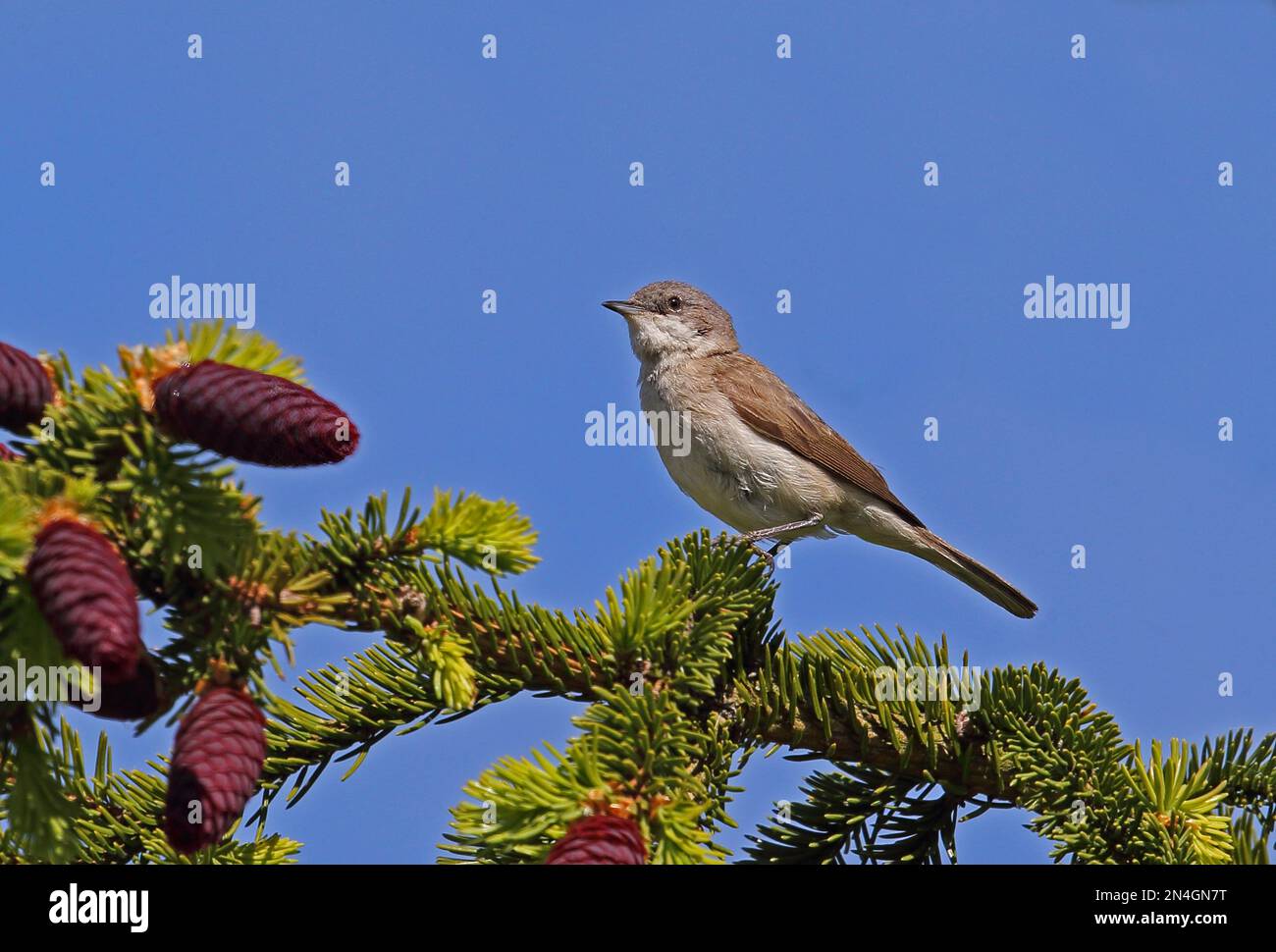 Lesser Whitethroat (Sylvia curruca curruca) adult male perched on fir ...