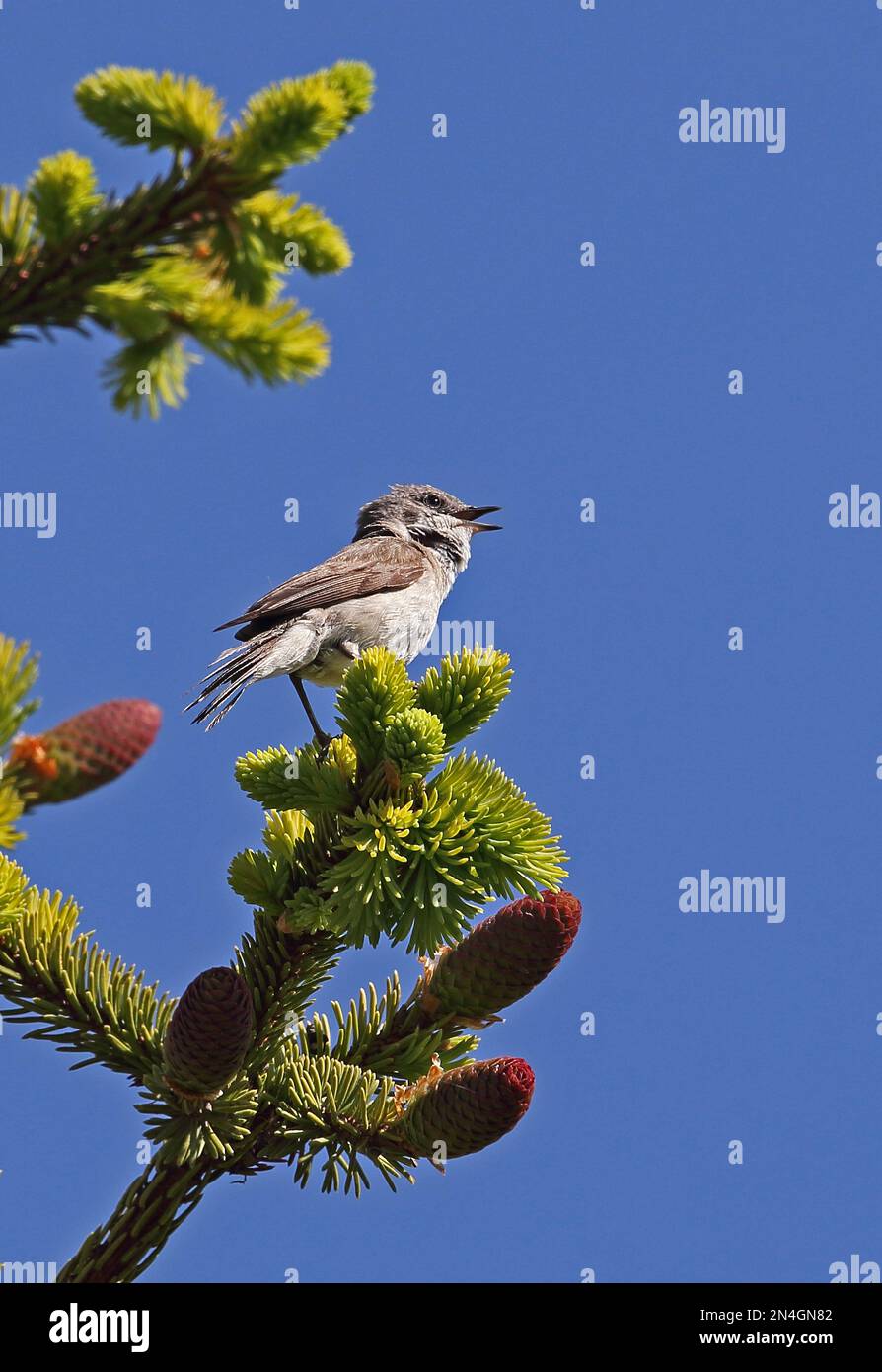 Lesser Whitethroat (Sylvia curruca curruca) adult male perched on fir ...