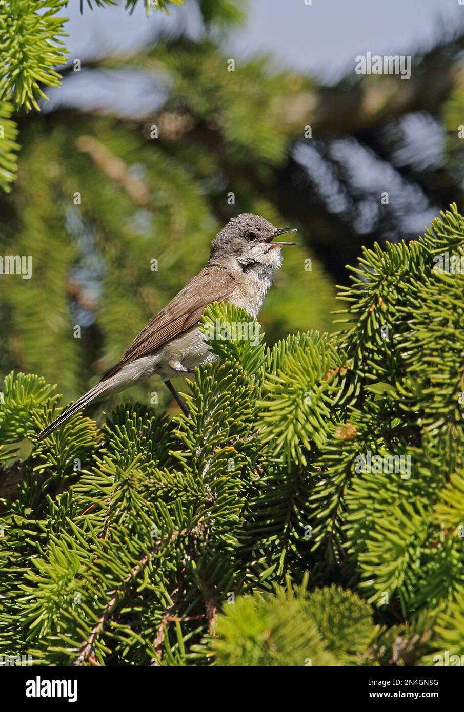 Lesser Whitethroat (Sylvia curruca curruca) adult male perched on fir ...