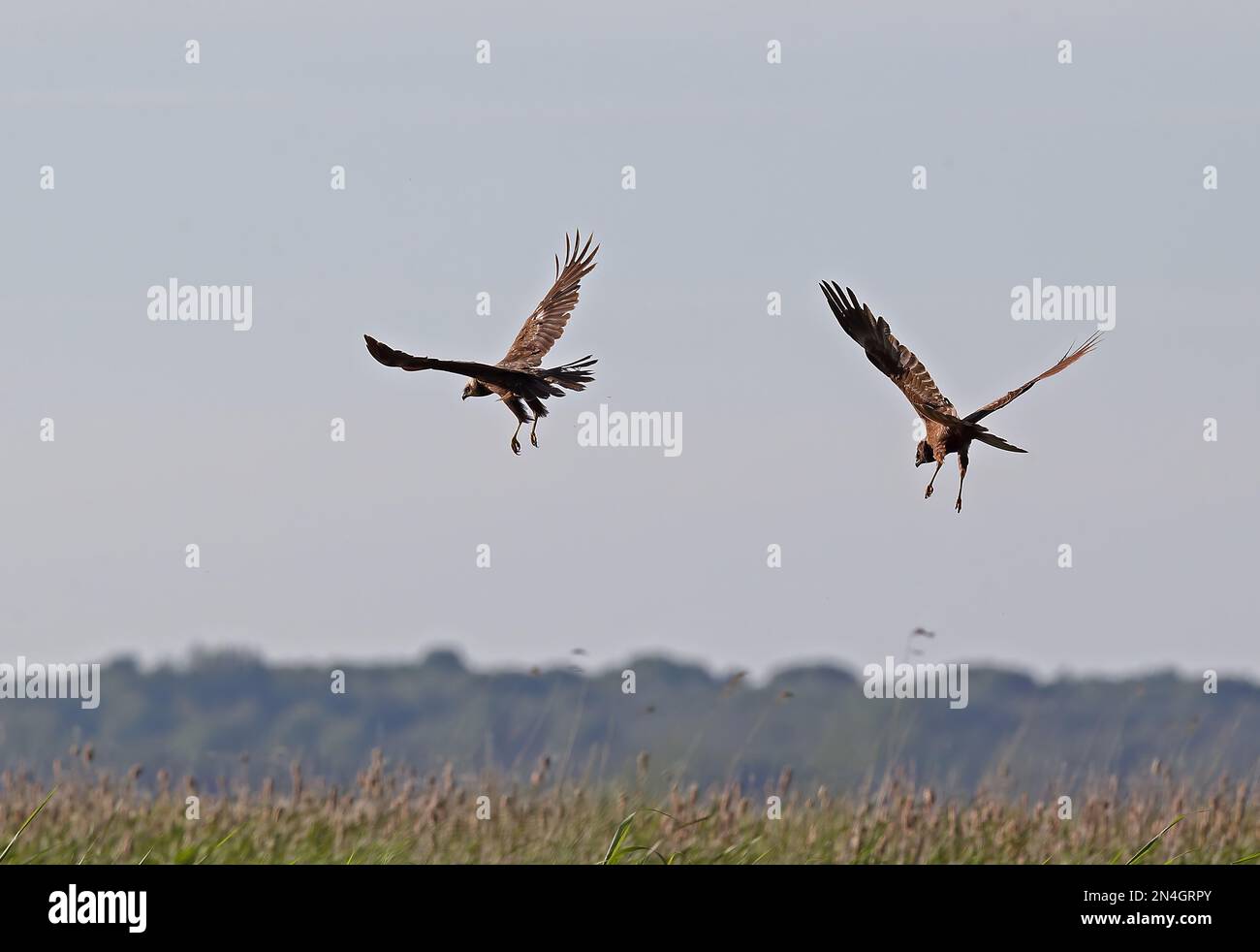 Western Marsh Harrier (Circus aeruginosus aeruginosus) two immature ...