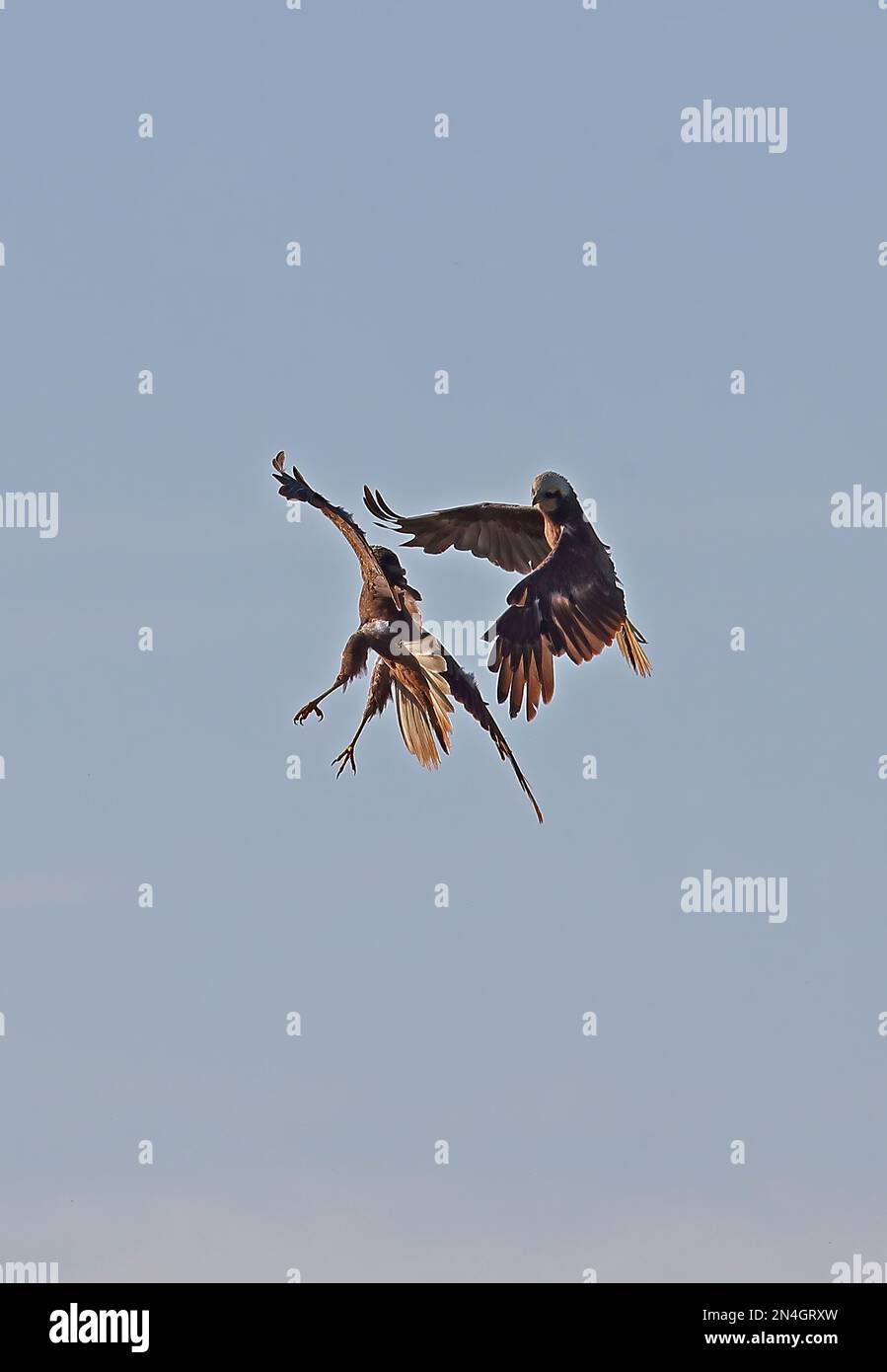 Western Marsh Harrier (Circus aeruginosus aeruginosus) two immature ...