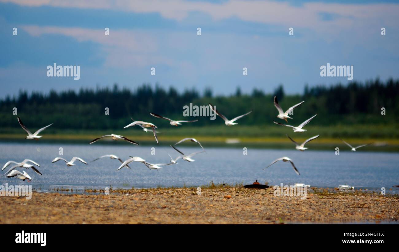 A flock of wild Northern white birds seagulls flies waving wings over ...