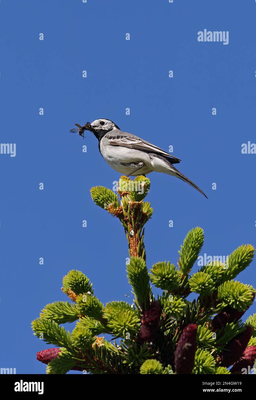 White Wagtail (Motacilla alba alba) adult male perched on fir tree with ...