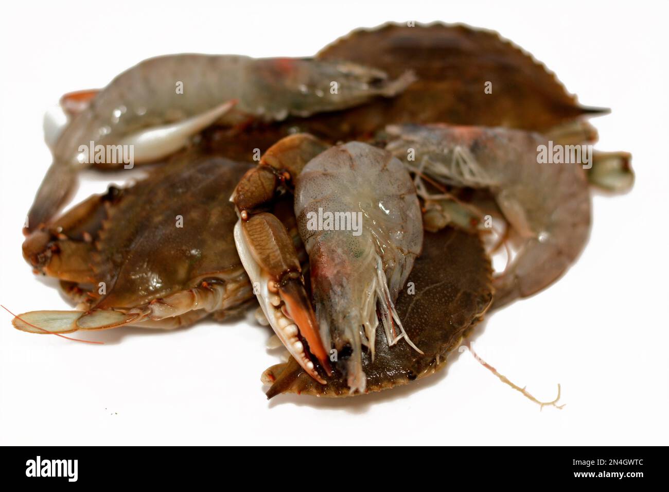 fresh gray crabs and shrimps ready to be cooked in a seafood meal soup ...