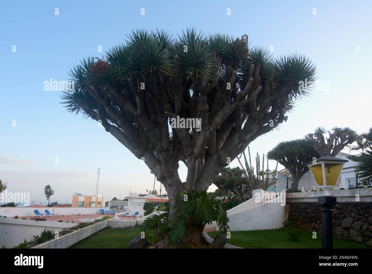Drago tree typical natural attraction of the island of Tenerife in ...