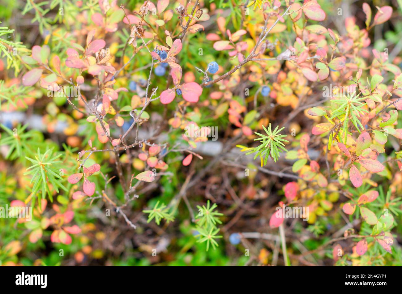 Bright blue juicy wild blueberries grow in colorful vegetation in ...