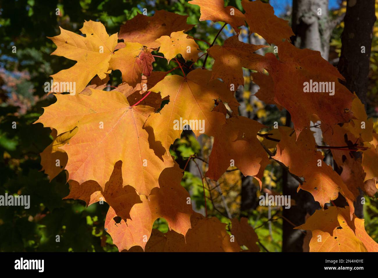 Autumn colours in the Laurentians, Brownsburg-Chatham, Quebec, Canada ...