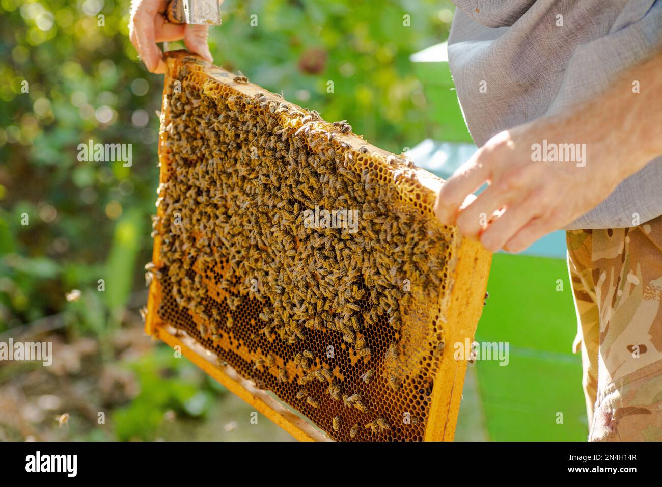 removed from hive bee frame. wooden bee hive frame , with few worker ...