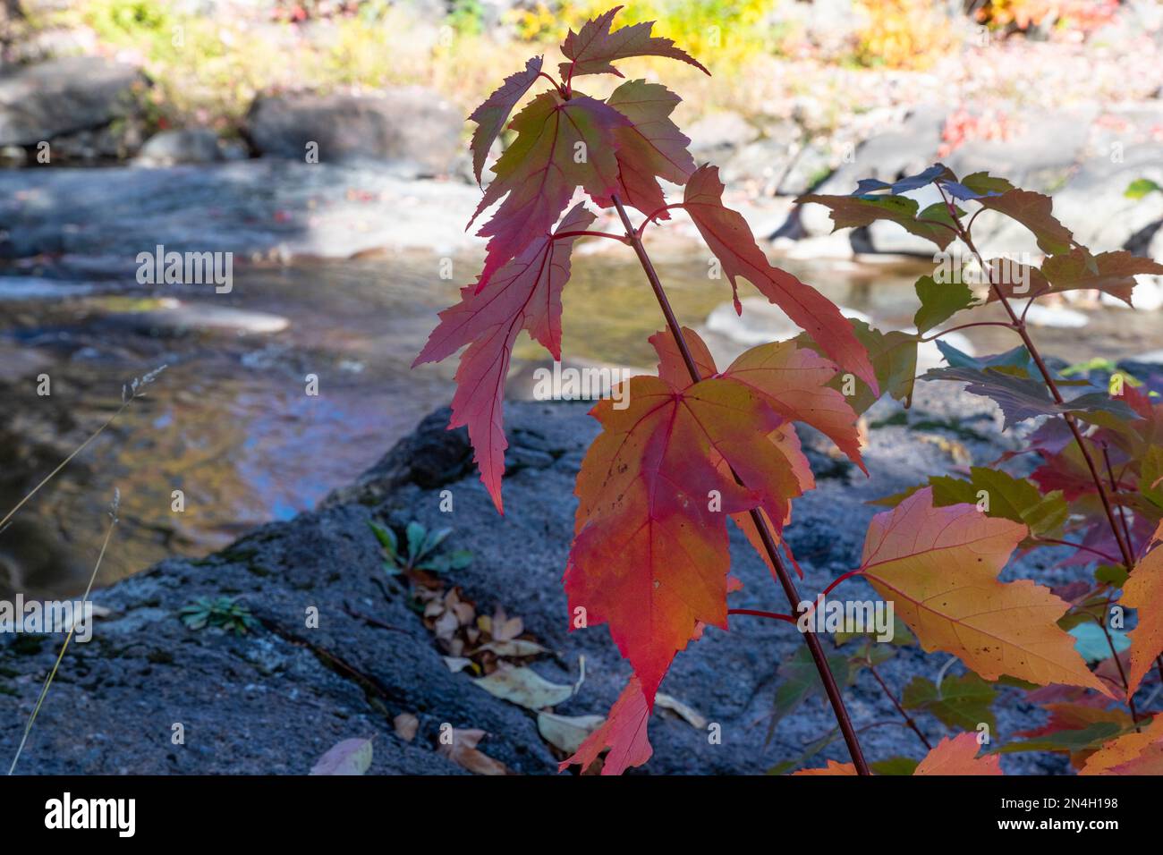 Autumn colours in the Laurentians, Brownsburg-Chatham, Quebec, Canada ...
