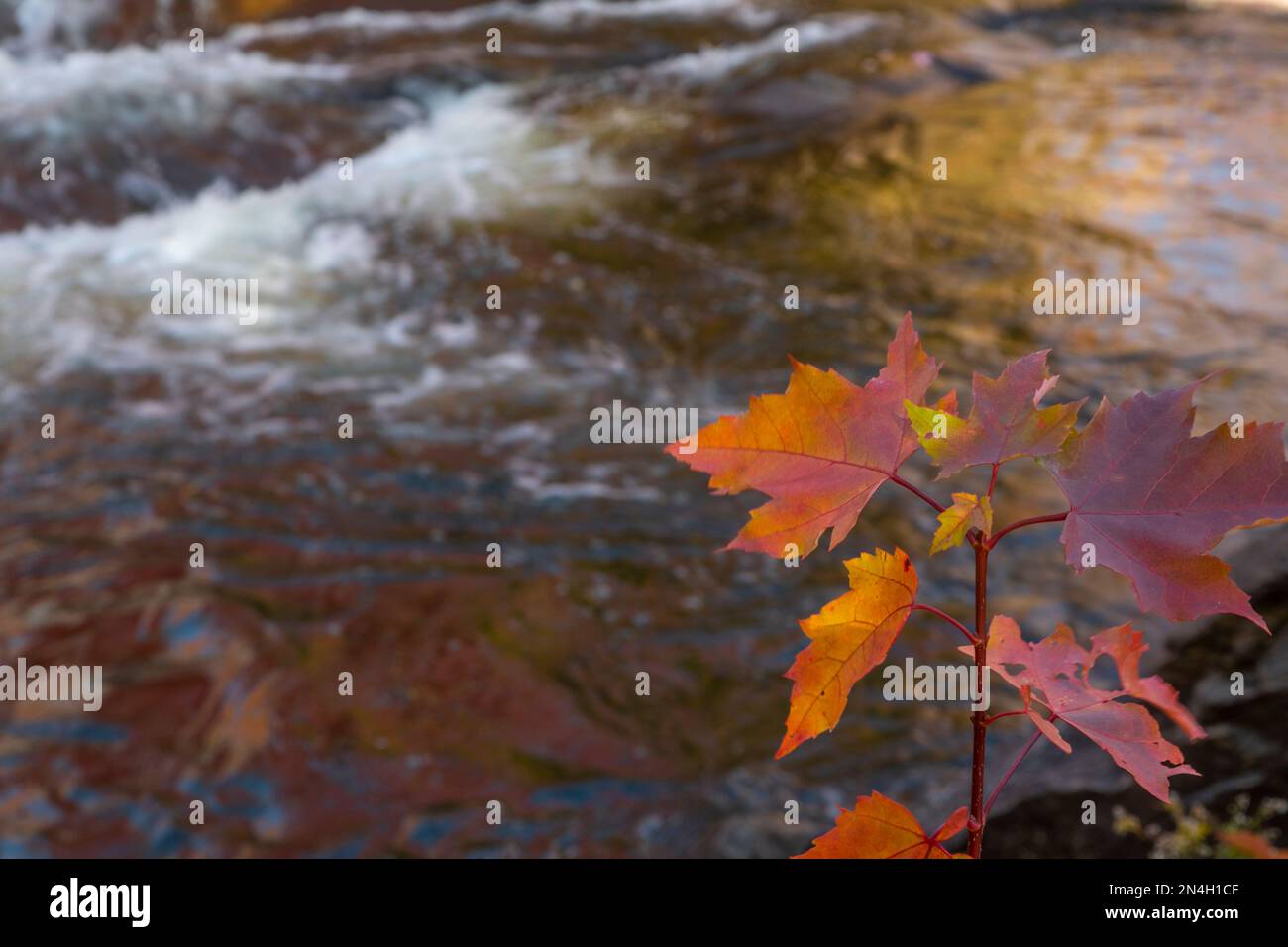 Autumn colours in the Laurentians, Brownsburg-Chatham, Quebec, Canada ...