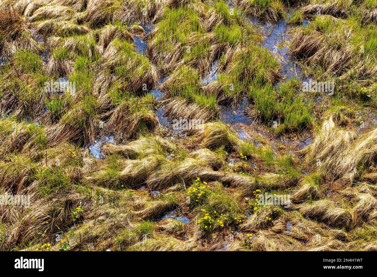 Closeup pattern of Biebrza river Bagno Lawka wetlands and bird wildlife ...