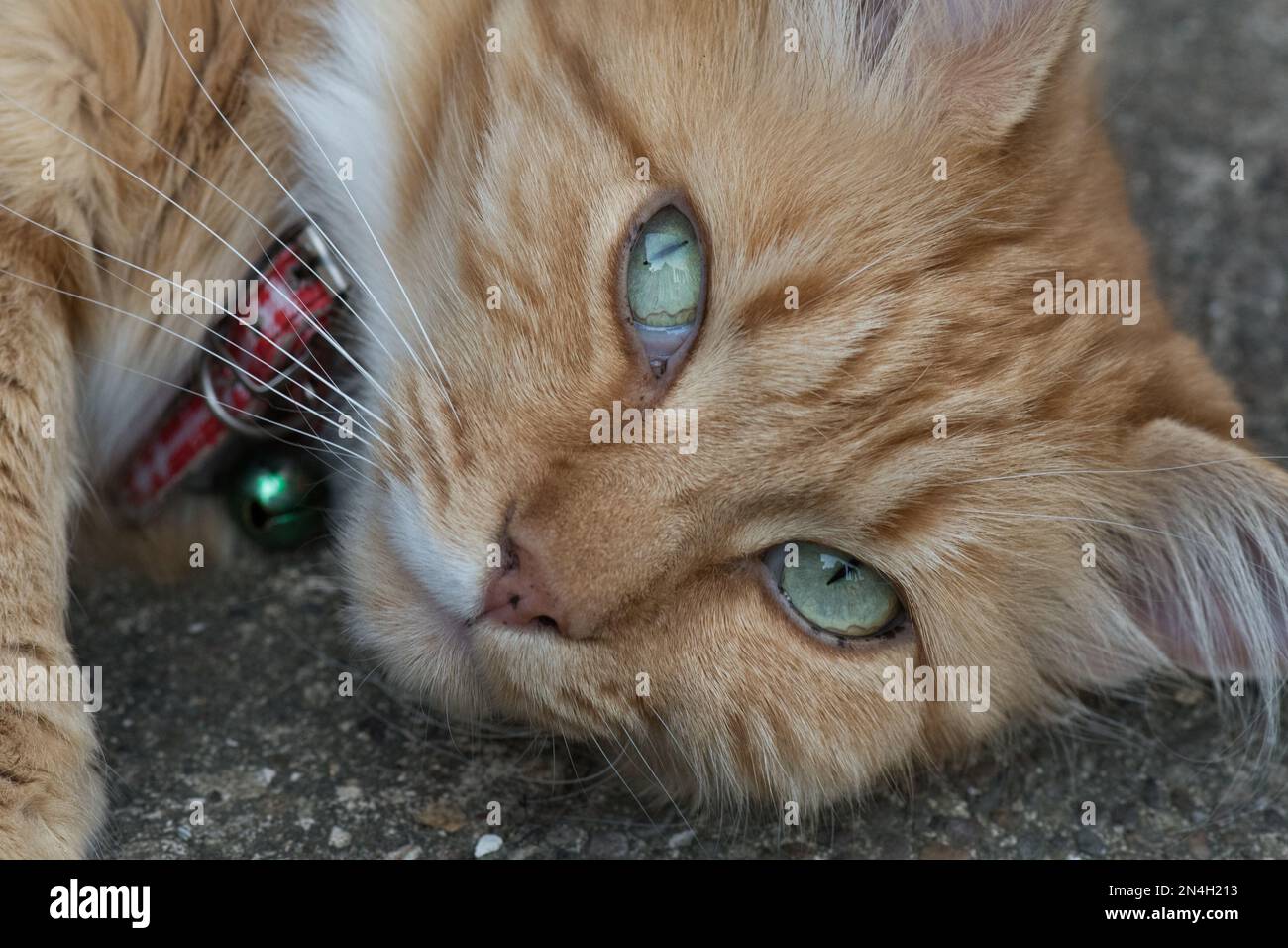 GINGER TOM CAT Stock Photo - Alamy