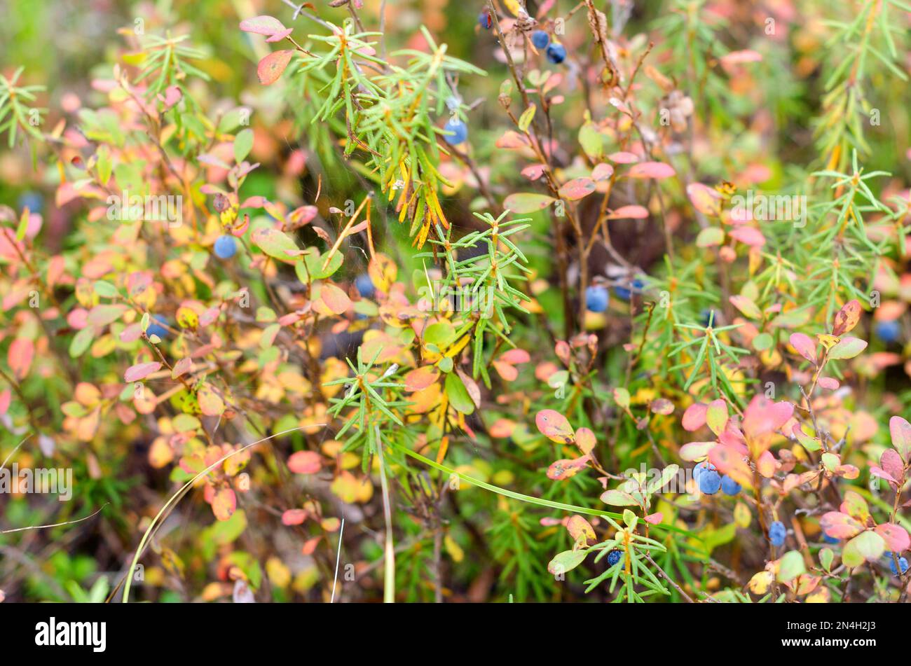 Bright blue juicy wild blueberries grow in colorful vegetation in ...