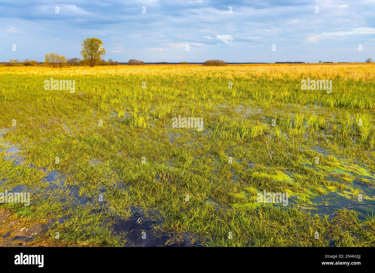 Panoramic view of Biebrza river wetlands and bird wildlife reserve ...