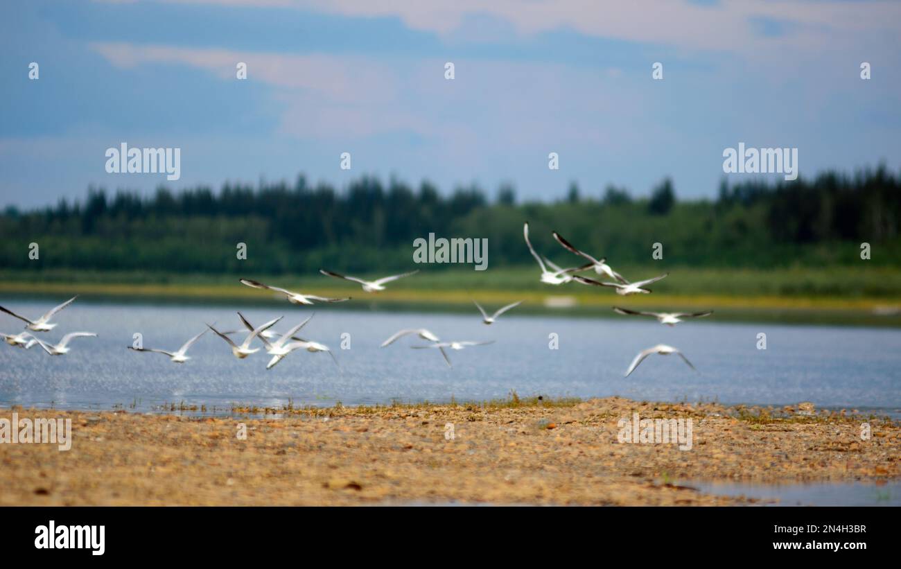 A flock of wild Northern white birds seagulls flies waving wings over ...