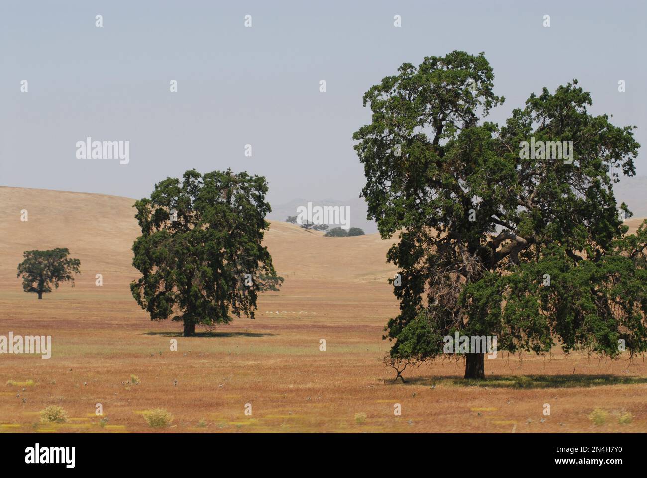 Panoramic landscape of iconic golden hills and ancient Black Oak trees ...