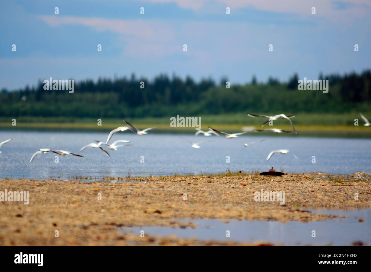 Waving his wings hi-res stock photography and images - Alamy