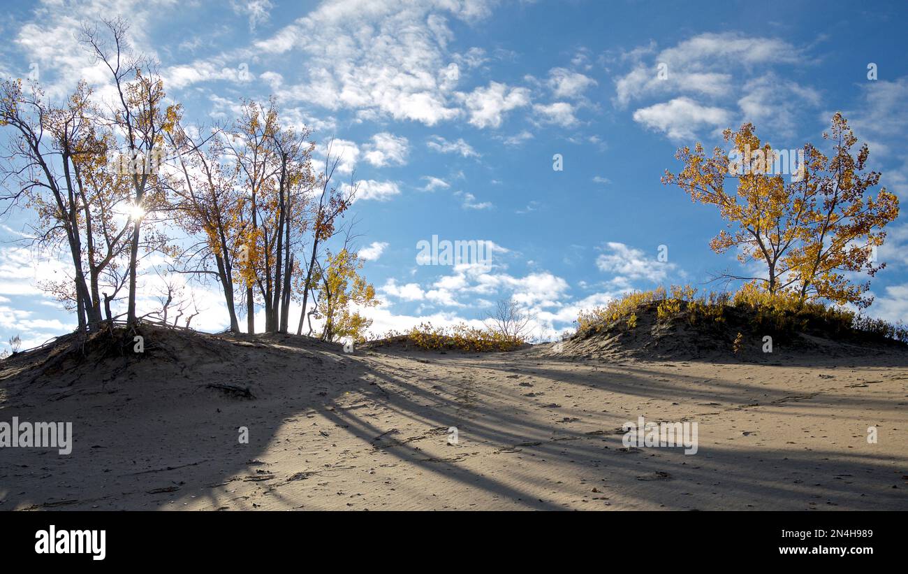Fall landscape of sunrise in the sands dunes with autumn leaf colour ...