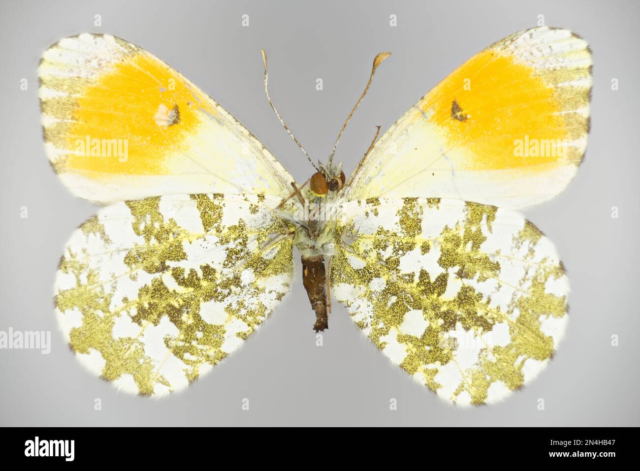 Orange tip, Anthocharis cardamines (family Pieridae), a butterfly, 50 ...