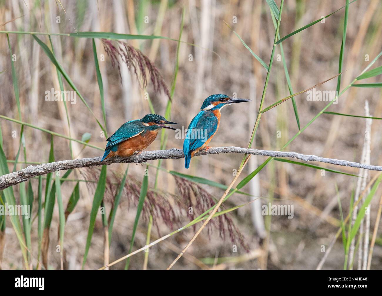 Two colourful Kingfishers (Alcedo atthis). A family, father and his ...