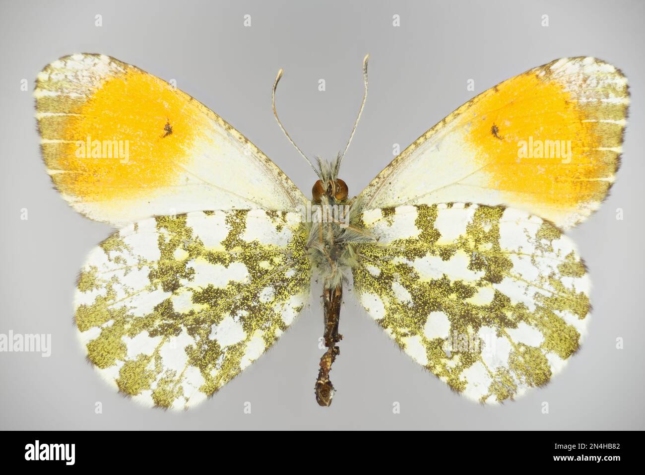 Orange tip, Anthocharis cardamines (family Pieridae), a butterfly, 50 ...