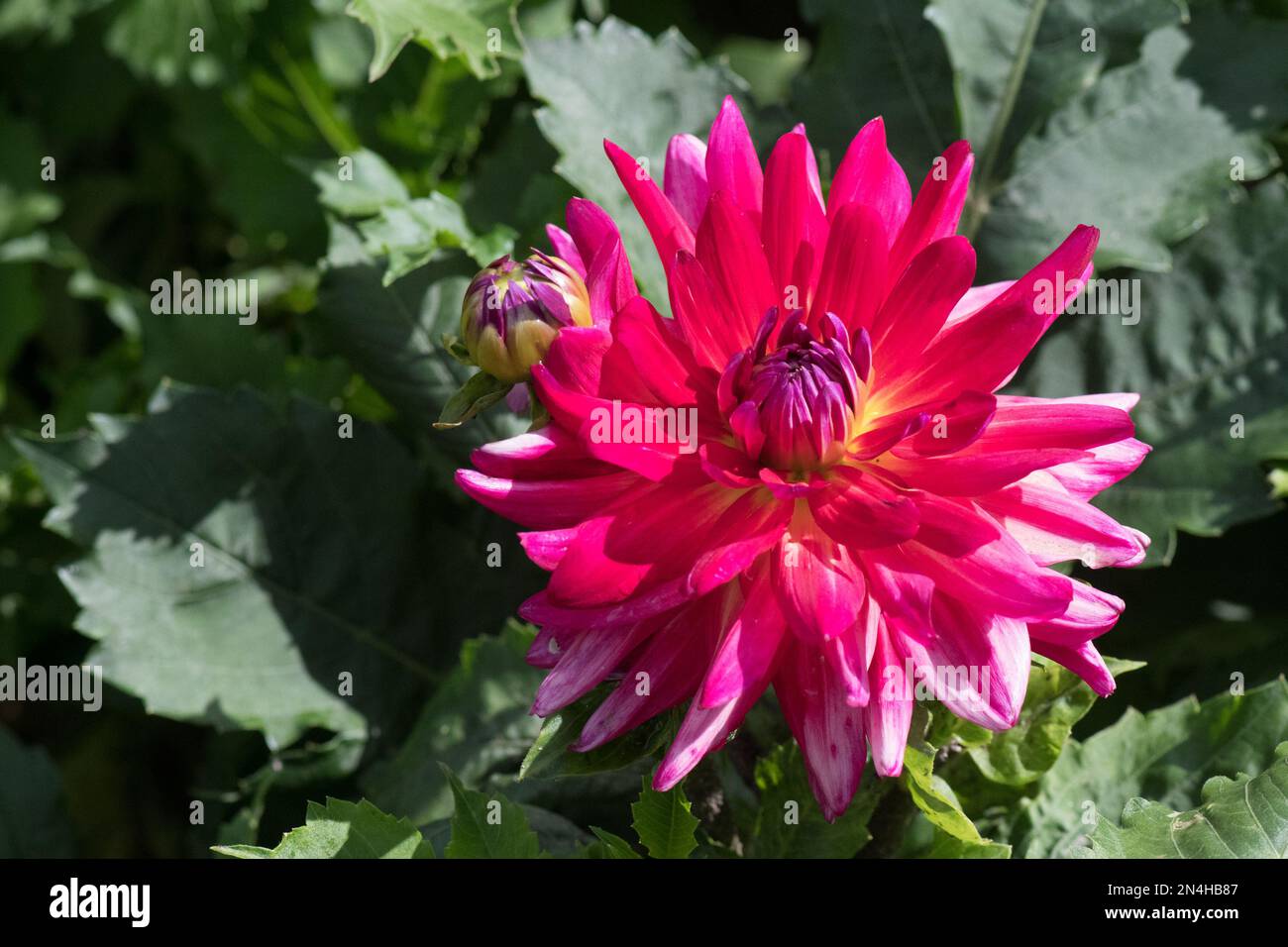 Flower with pointed petals hi-res stock photography and images - Alamy