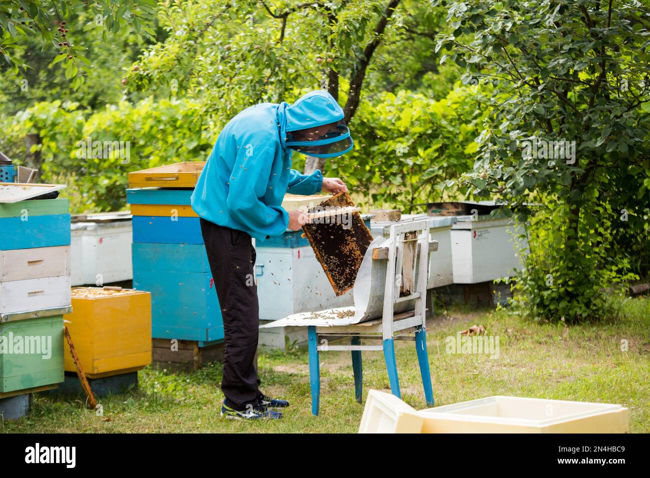 A lot of honeybees fly around beekeeper. beekeeper shakes bees with ...