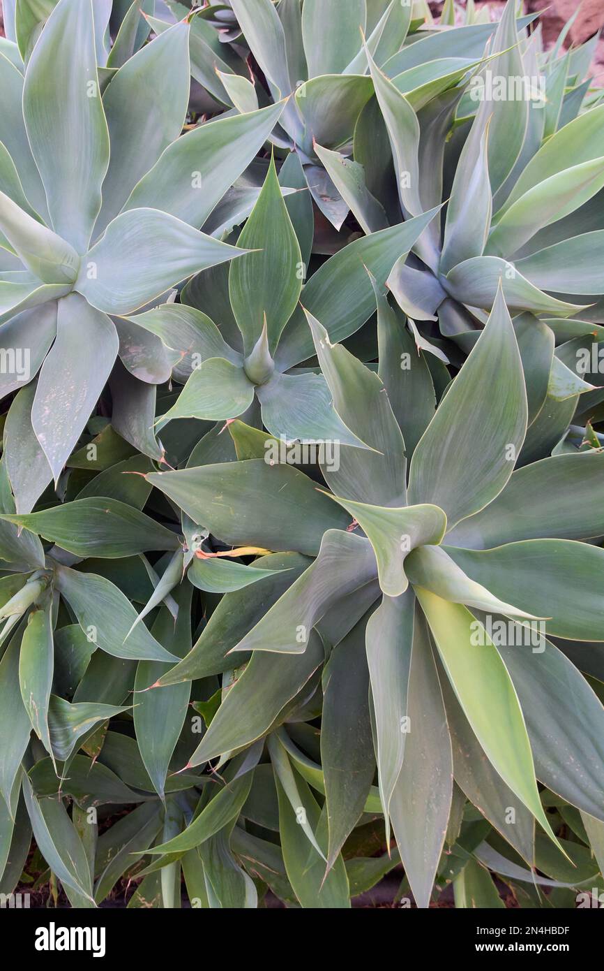 Agave plant in very bushy group of young plants Stock Photo - Alamy