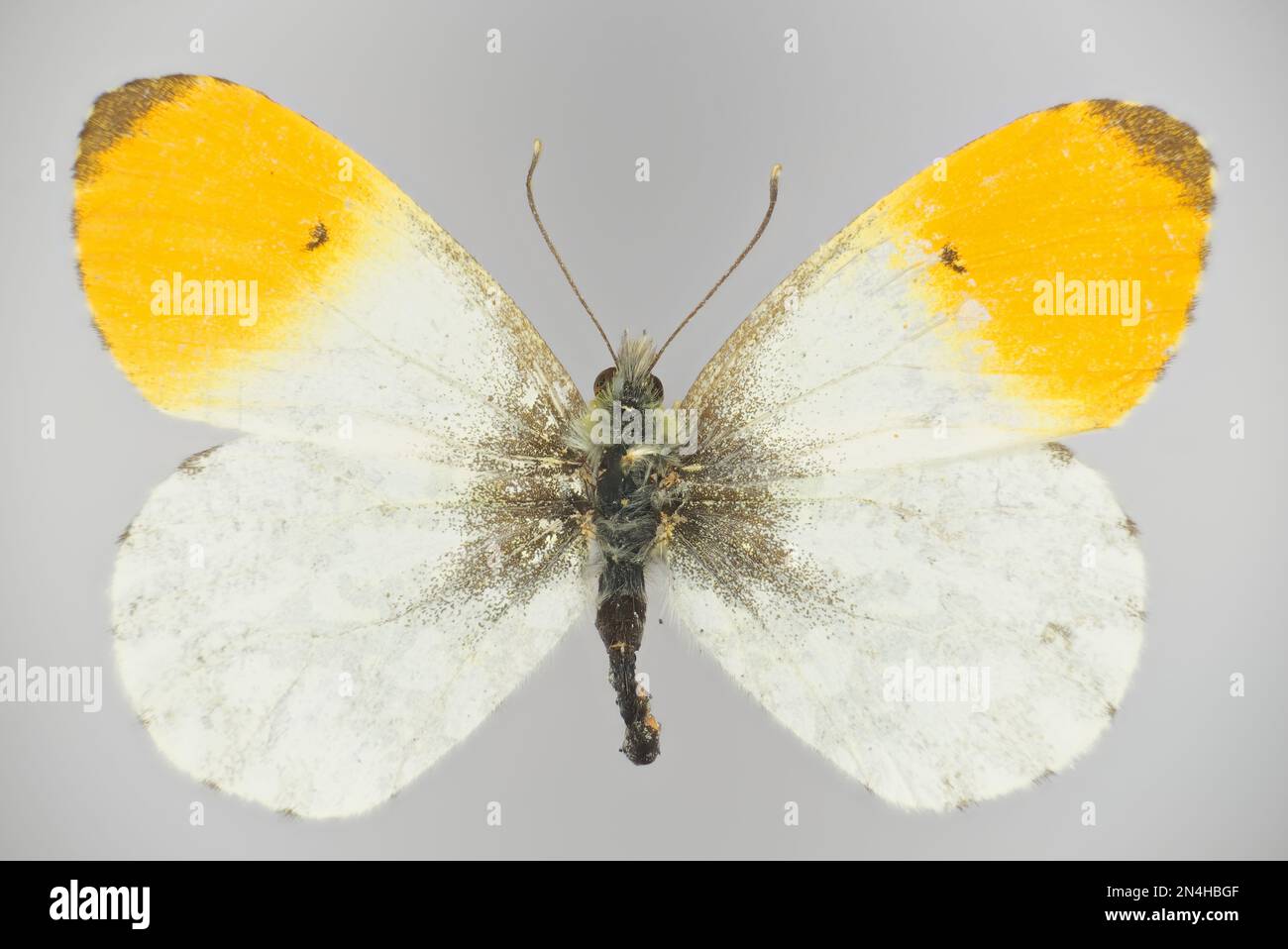 Orange tip, Anthocharis cardamines (family Pieridae), a butterfly, 50 ...