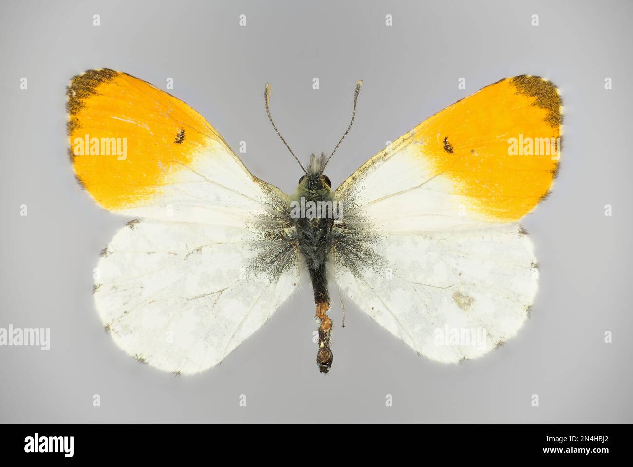 Orange tip, Anthocharis cardamines (family Pieridae), a butterfly, 50 ...