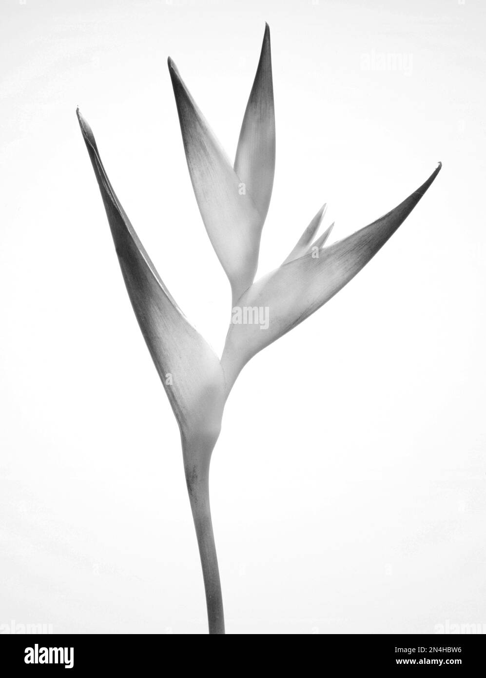 Black & White photograph of single Heliconia latispatha bloom, looks ...