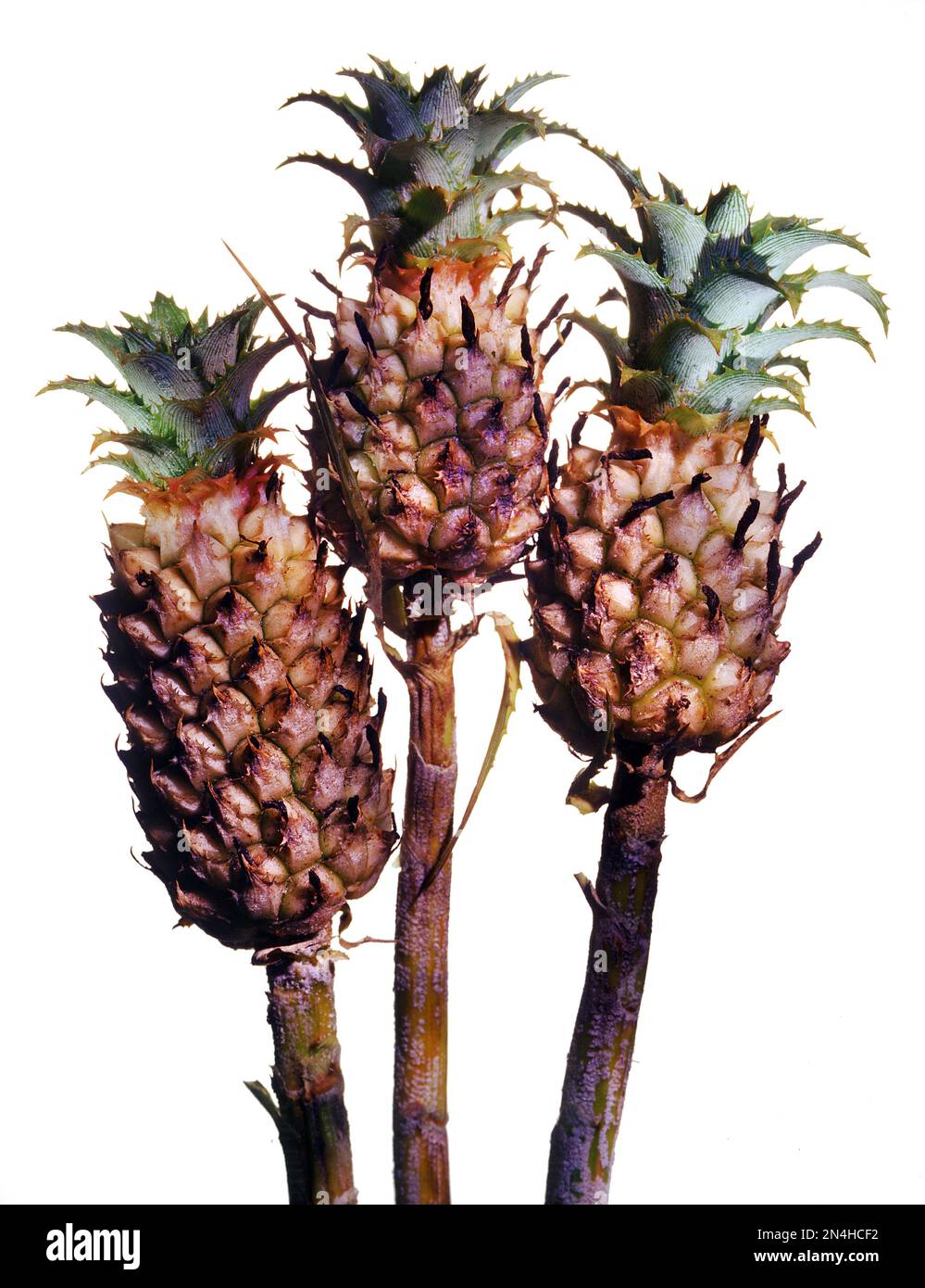 Three stems of Dwarf Mini-PineApples are closely related to Bromeliads ...