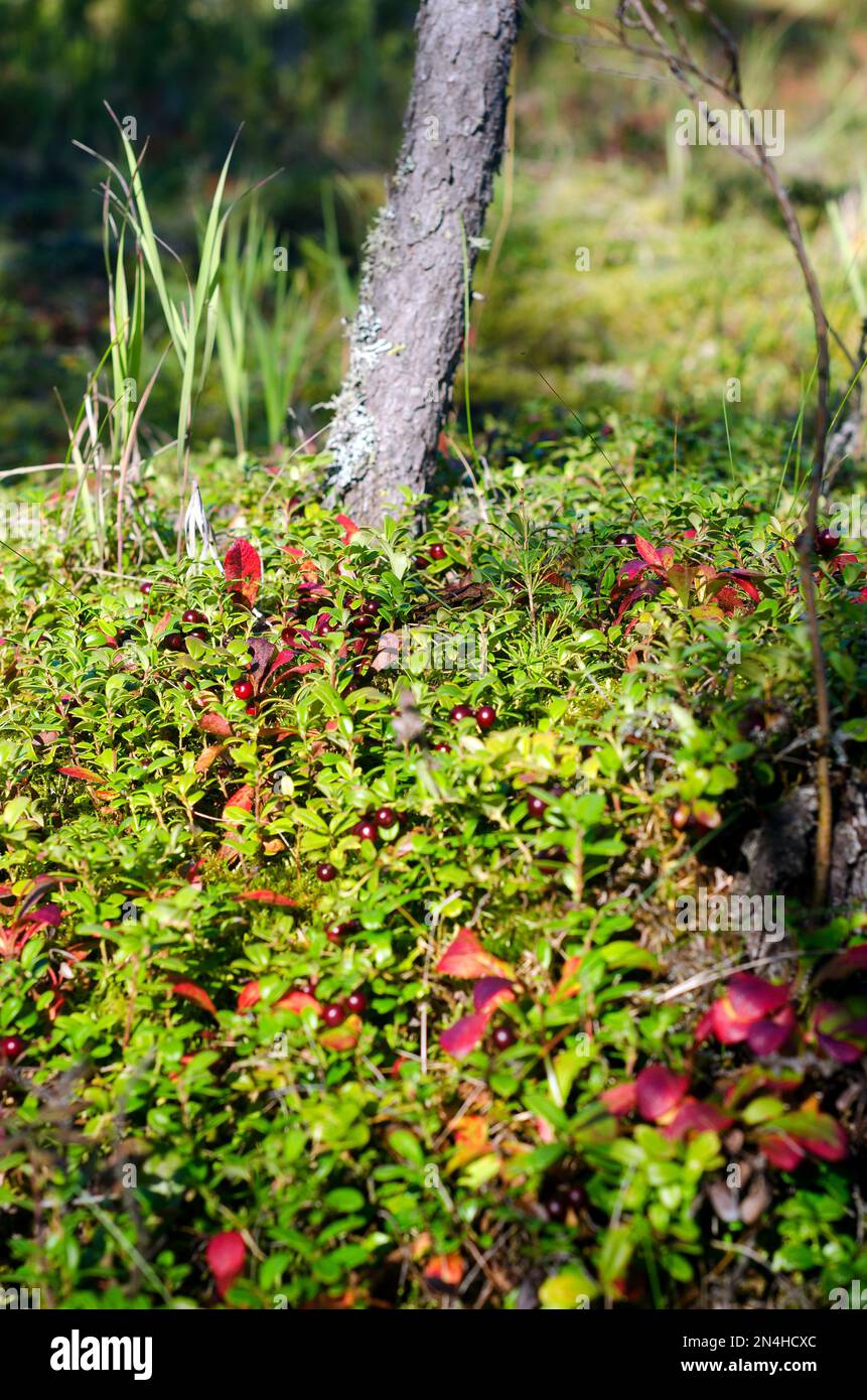 Many bright red berries of wild cranberries grow on green bushes under ...