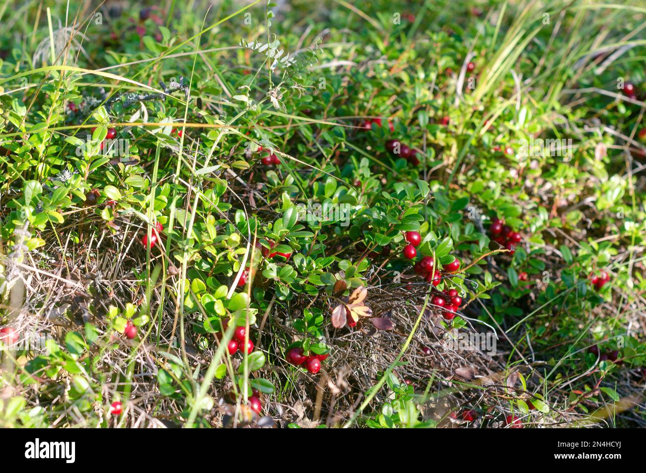 Wild Northern cranberries grow in red bunches on a hill in the grass in ...