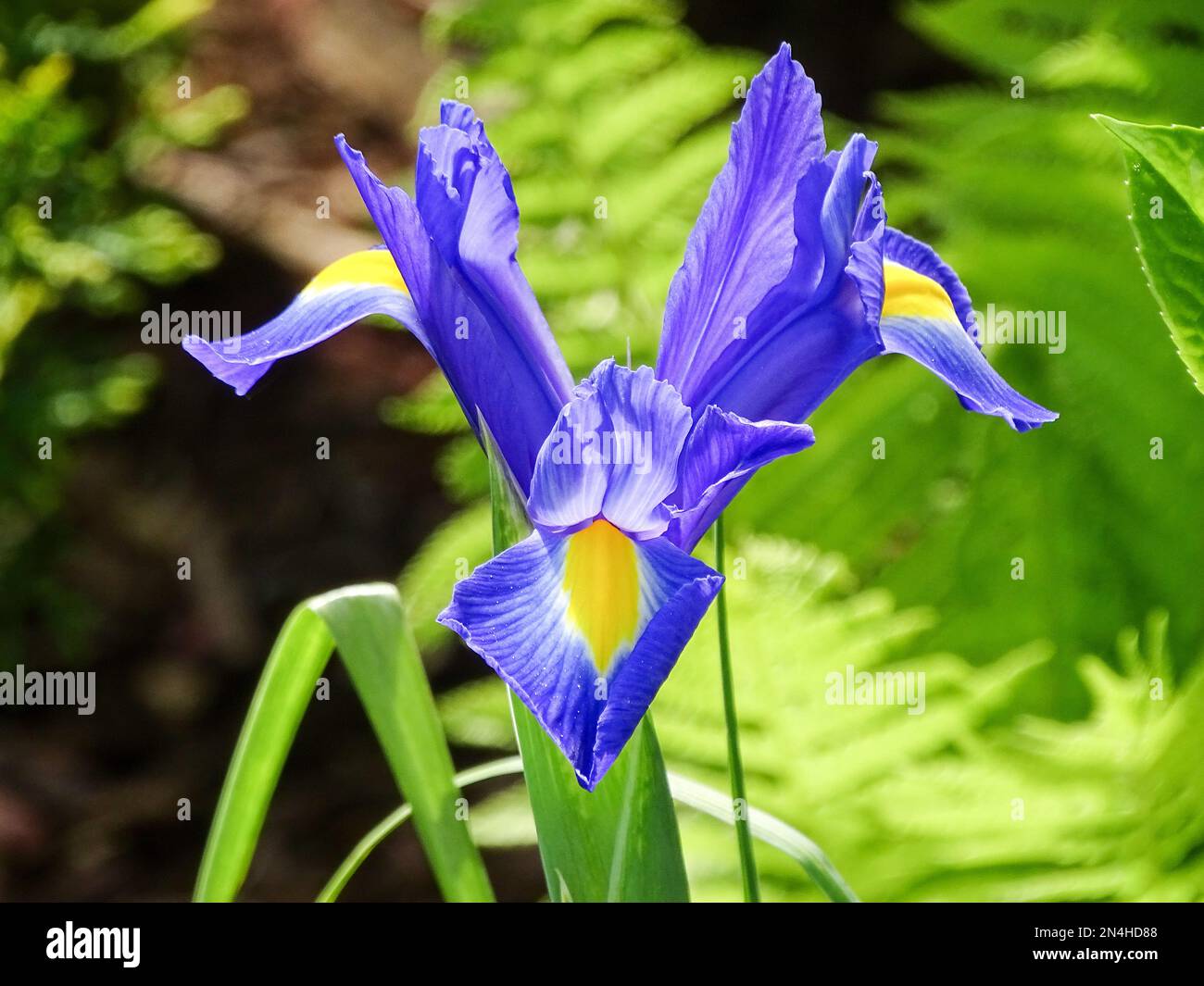 nature photos from germany Stock Photo - Alamy