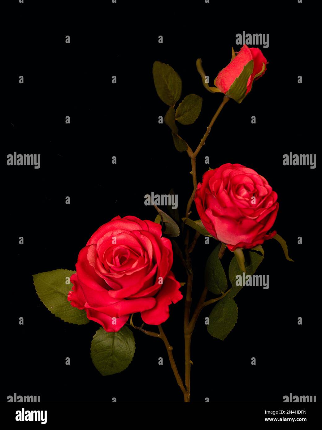 Low key roses hi-res stock photography and images - Alamy