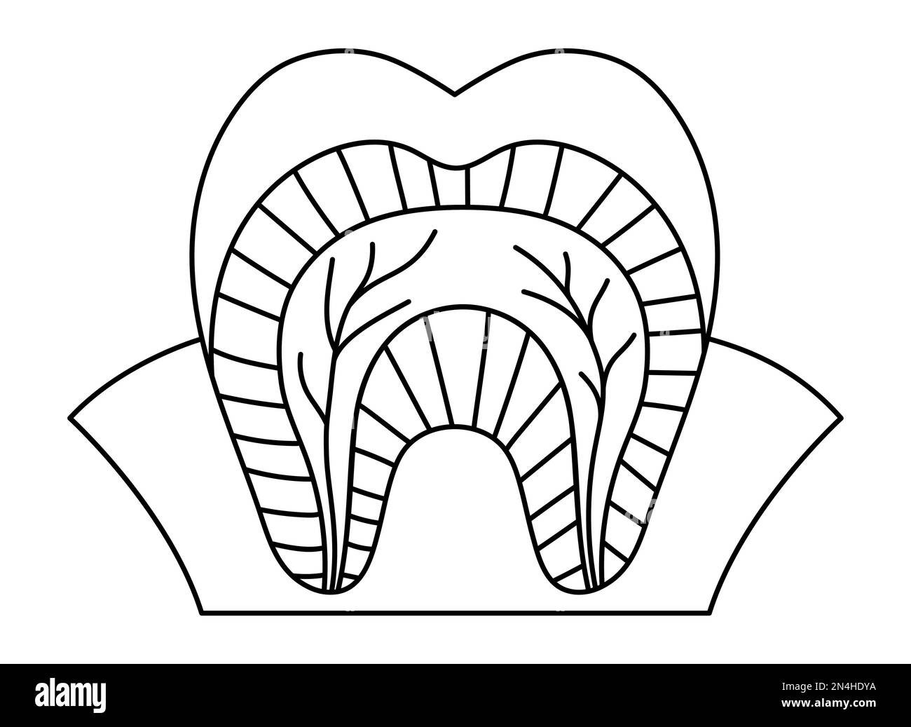 Black and white tooth anatomy poster. Line teeth structure scheme ...