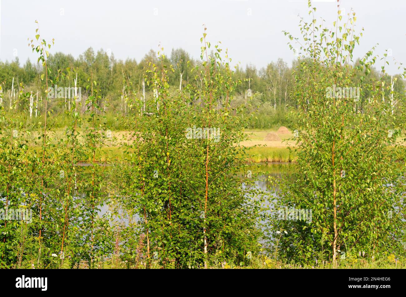 Haystacks stand through the branches of birch trees in the wild Yakut ...