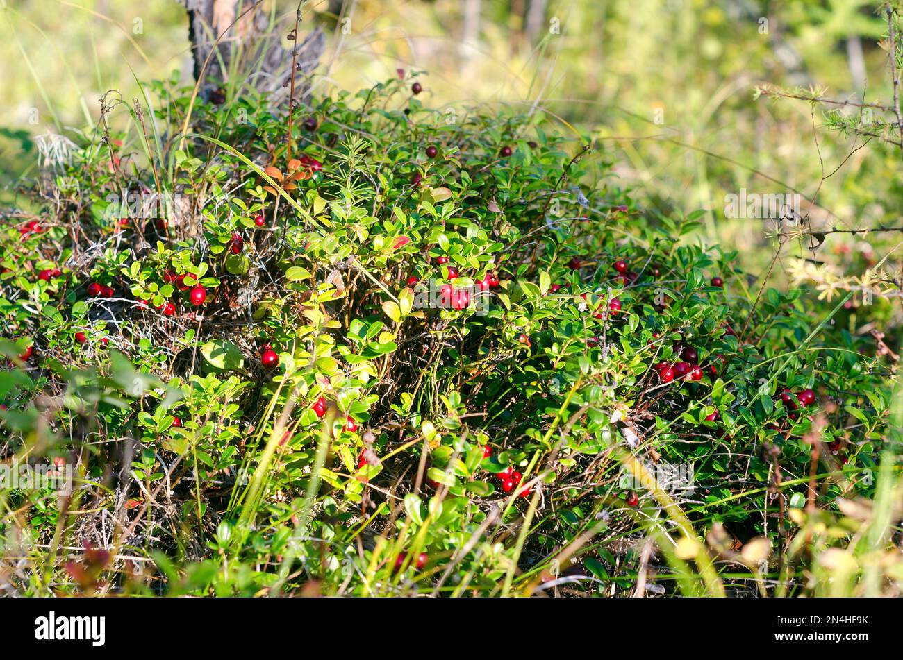 Wild Northern berries of red bunches of cranberries grow in large ...