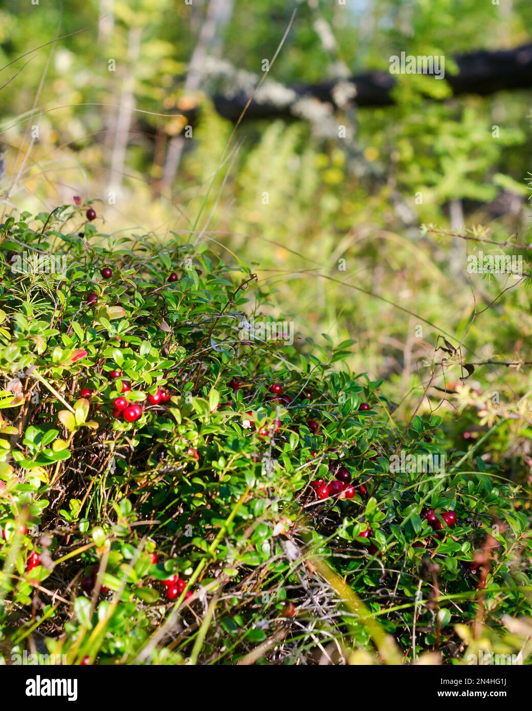 Wild Northern cranberries grow in large numbers on a Sunny hill in the ...